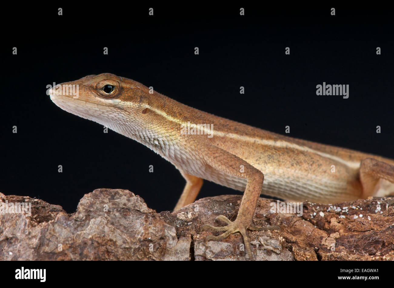 Anolis Lizard Stock Photos & Anolis Lizard Stock Images - Alamy