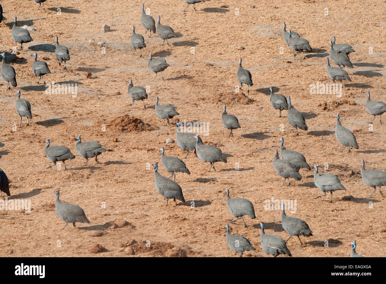 helmeted guineafowl flock running fast away speed Stock Photo - Alamy
