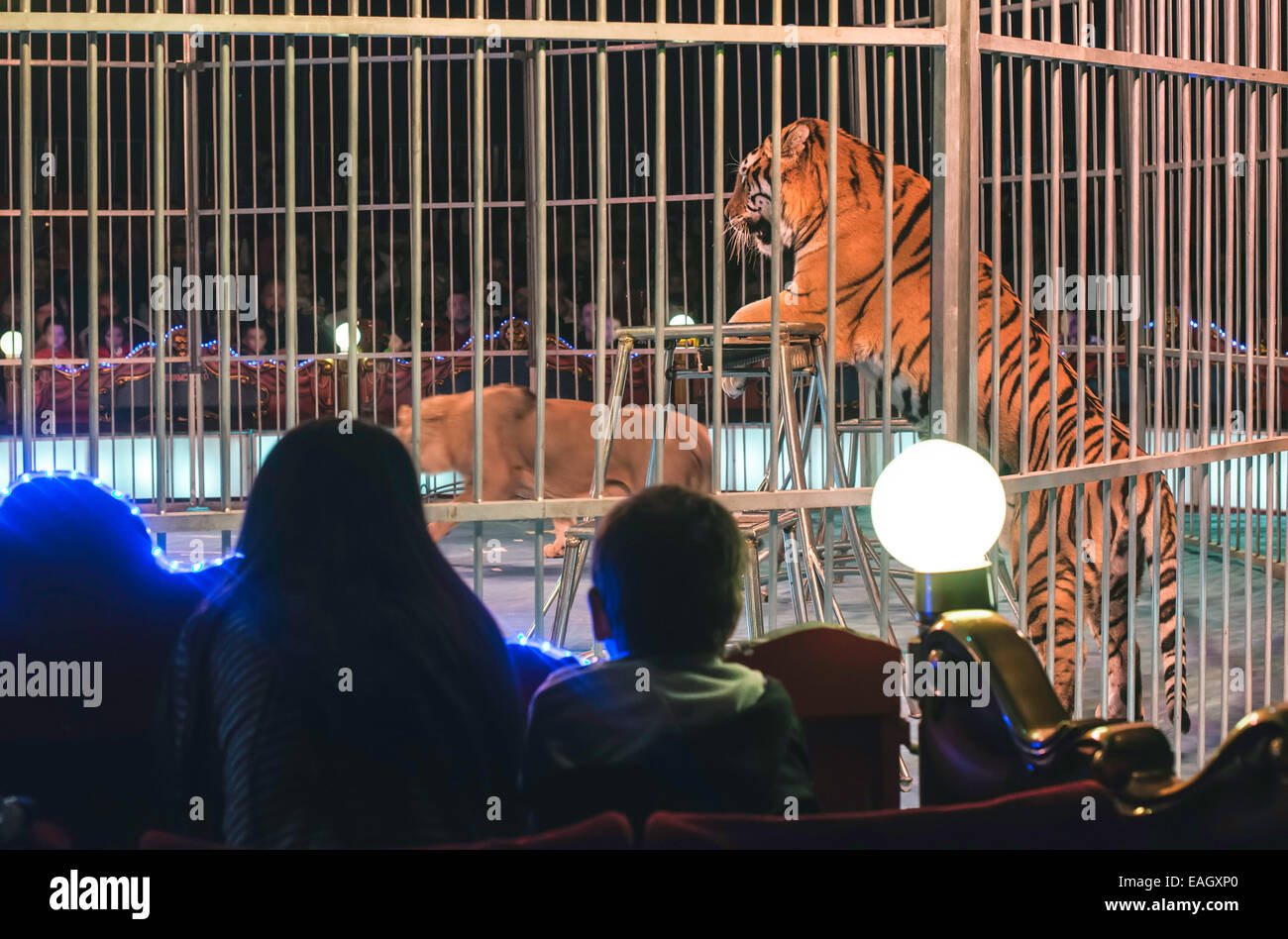 Circus show tiger tamer hi-res stock photography and images - Alamy