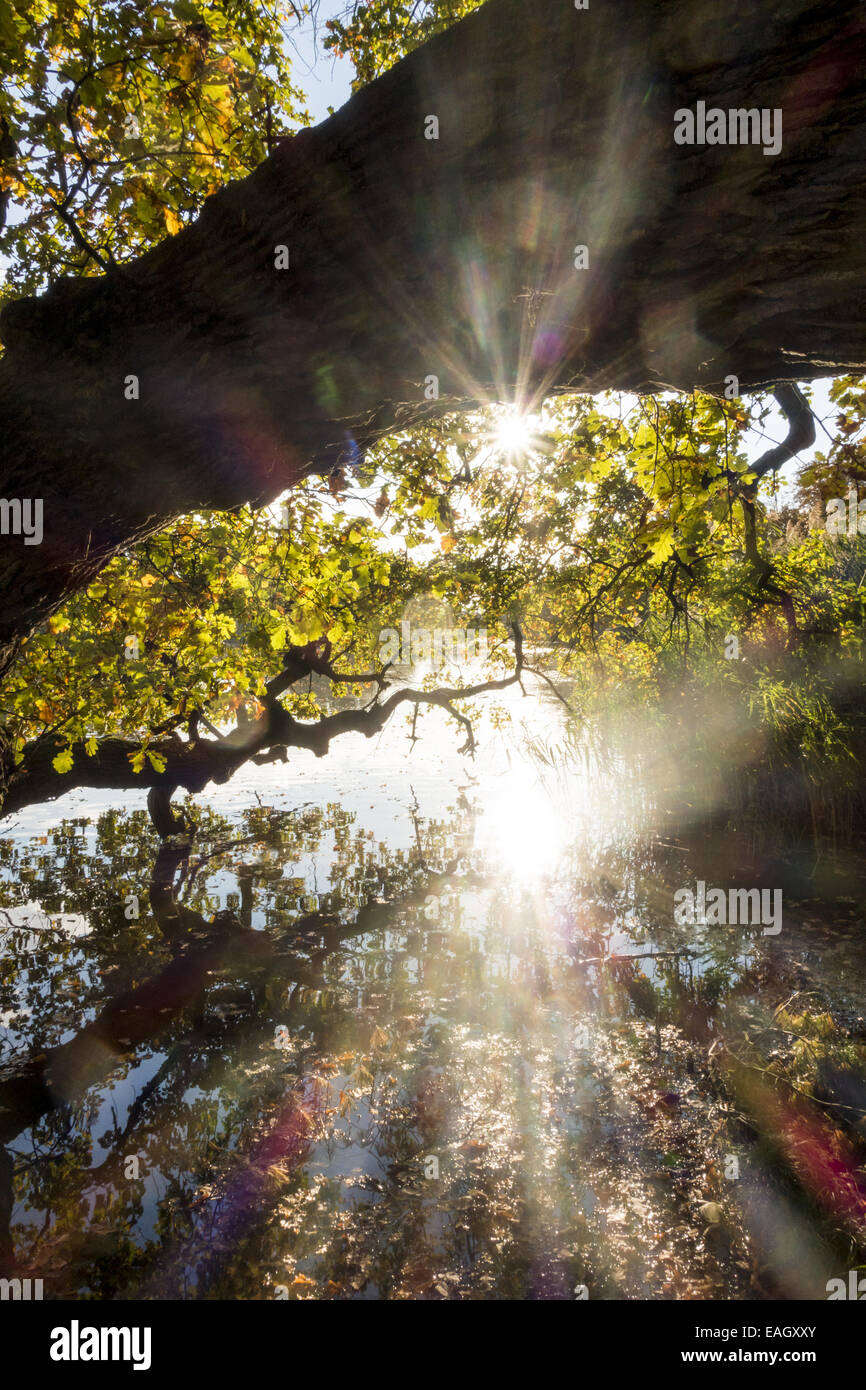 Old Oak Tree, Quercus, UNESCO World Heritage Site, Landscape Garden of ...