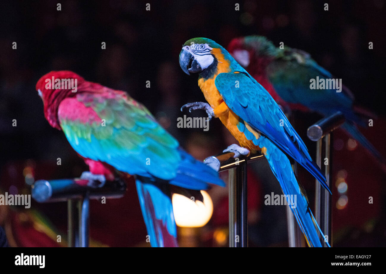 Blue parrots in the circus Stock Photo - Alamy