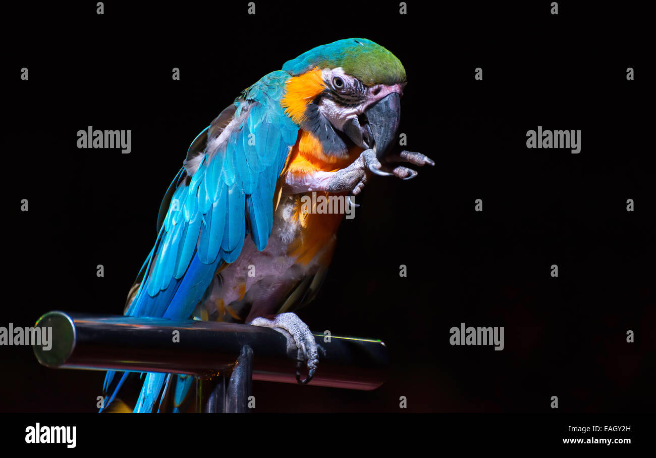 Circus parrot hi-res stock photography and images - Alamy