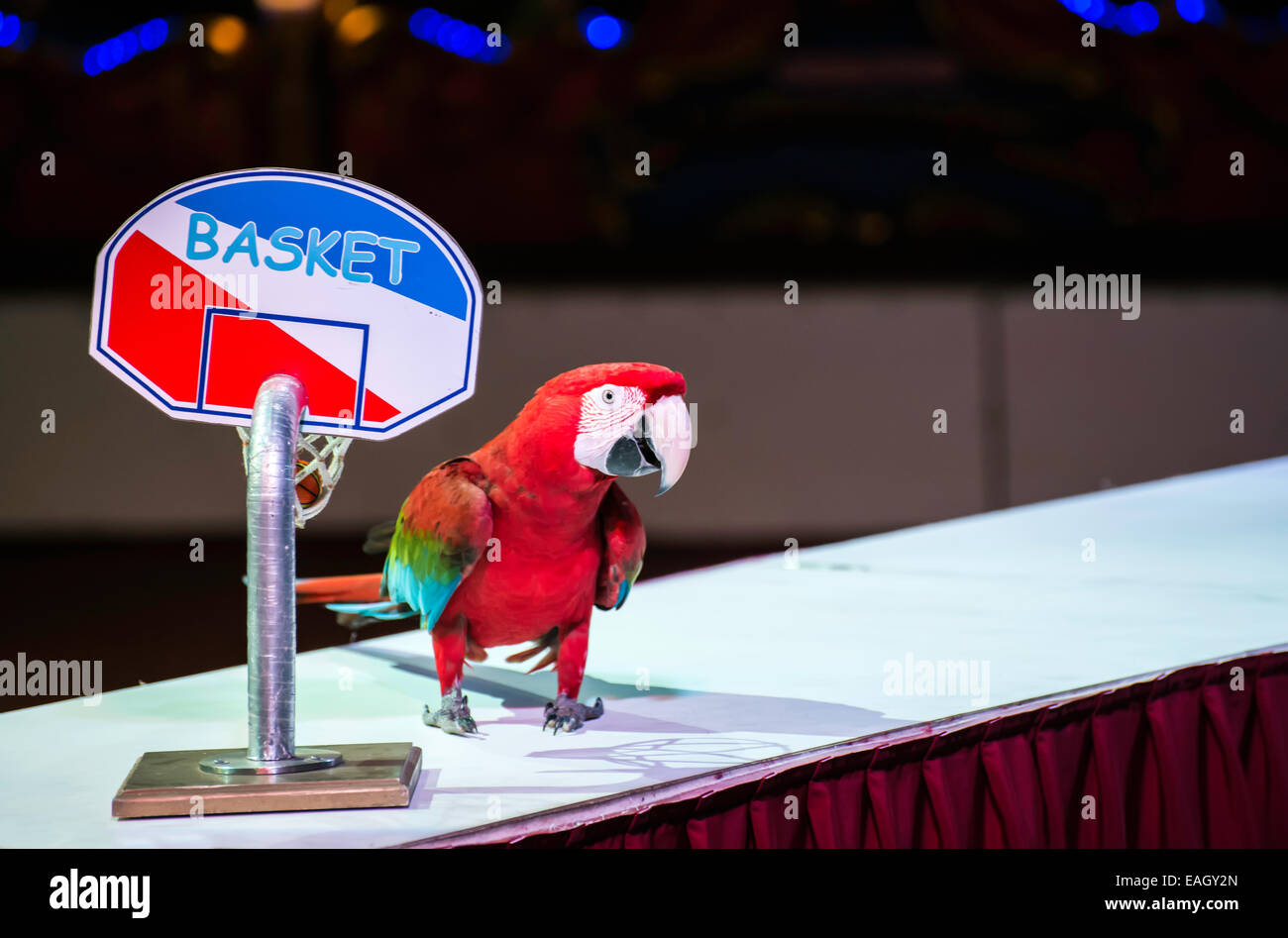 Red parrot in the circus Stock Photo - Alamy