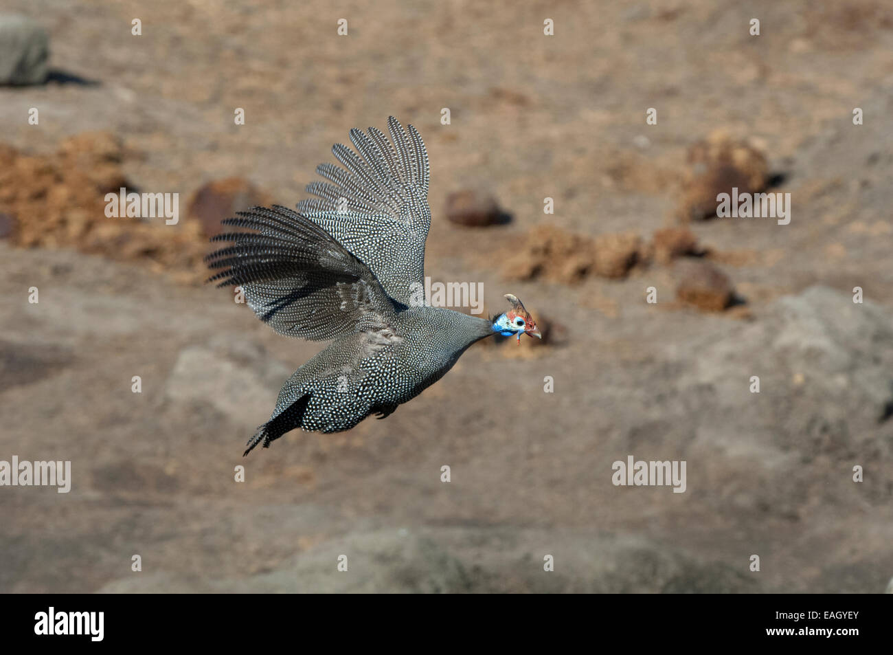 A helmeted guineafowl flies Stock Photo - Alamy