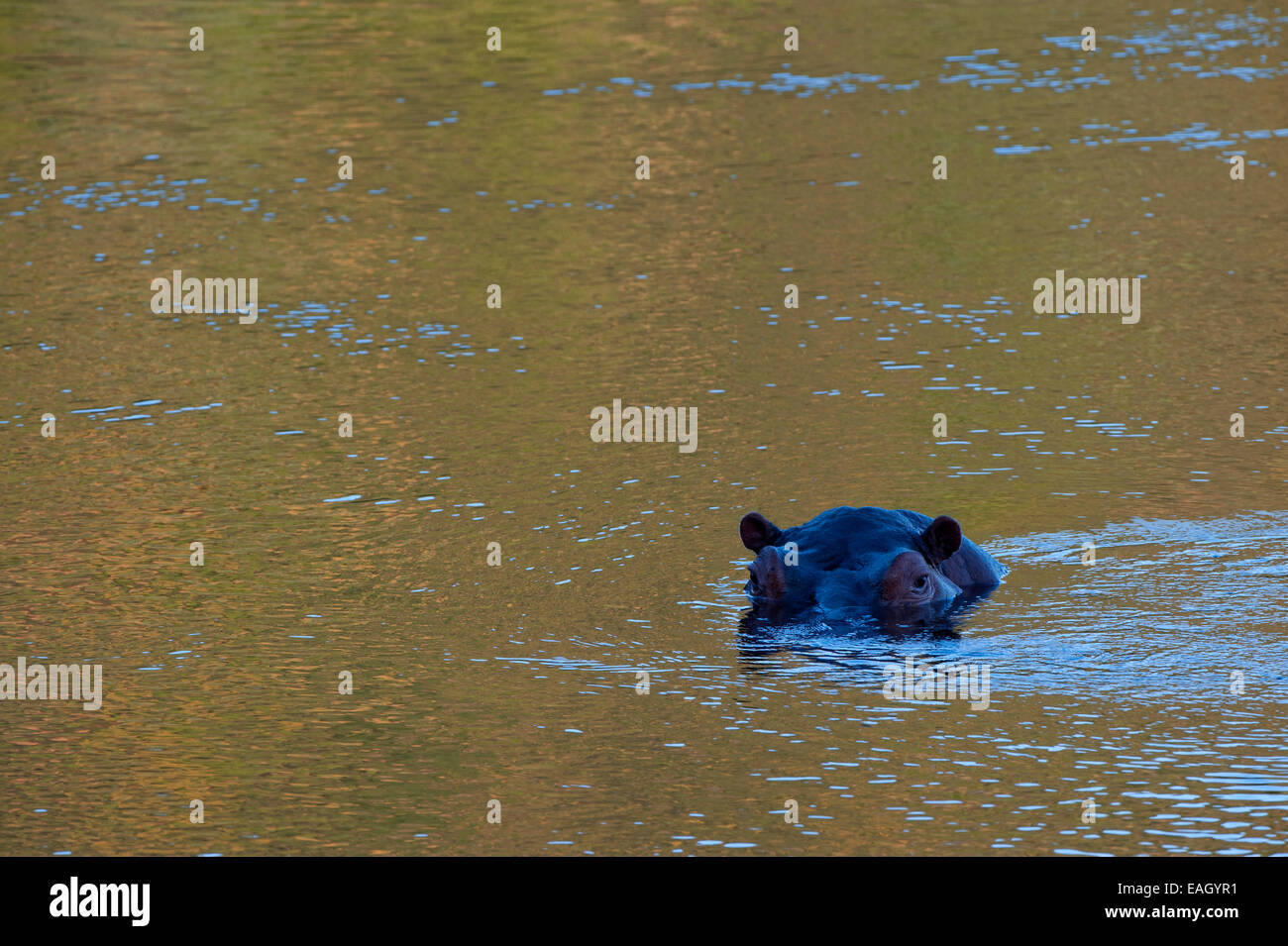 Bull in water hi-res stock photography and images - Alamy