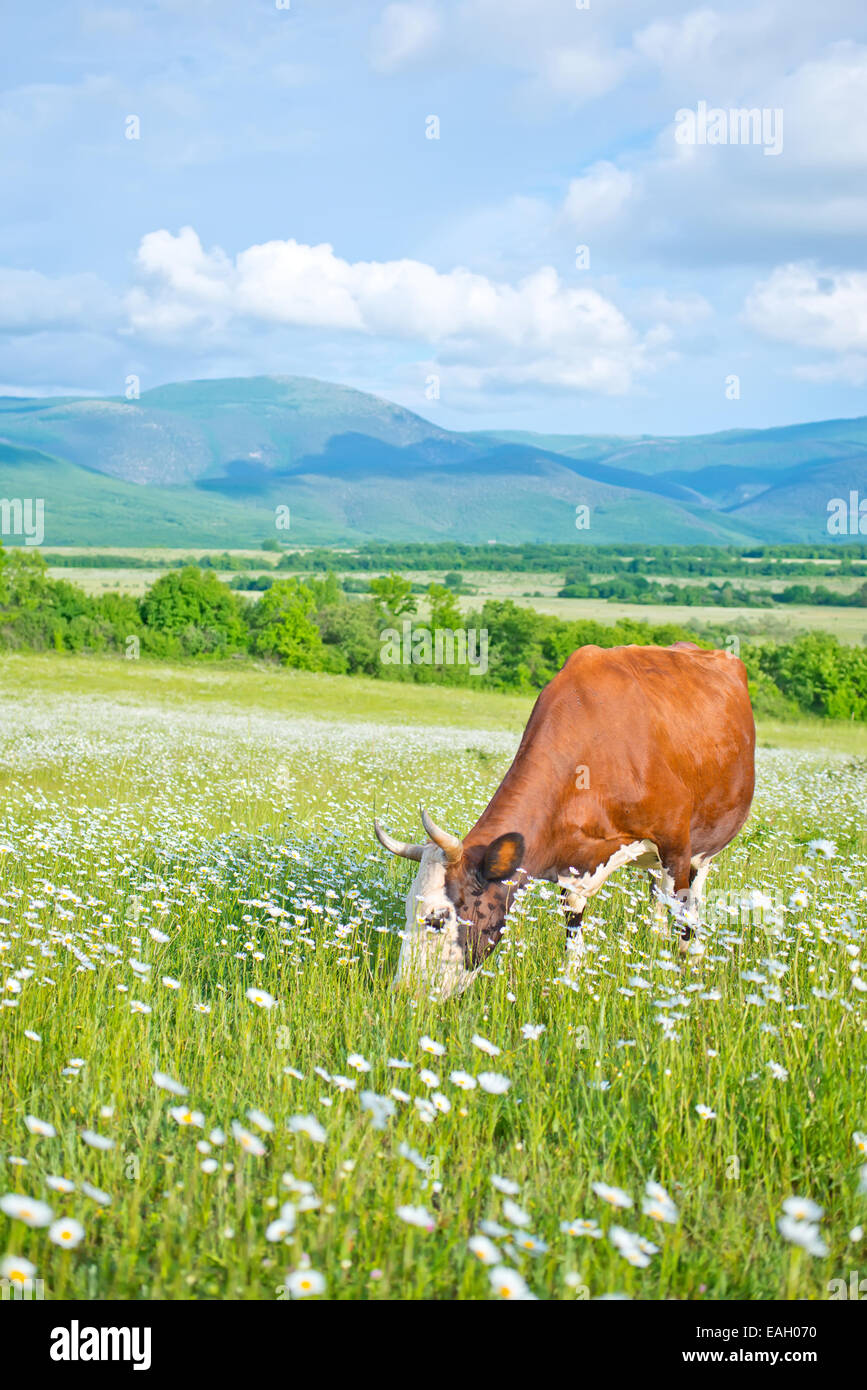 Caws milk hi-res stock photography and images - Alamy