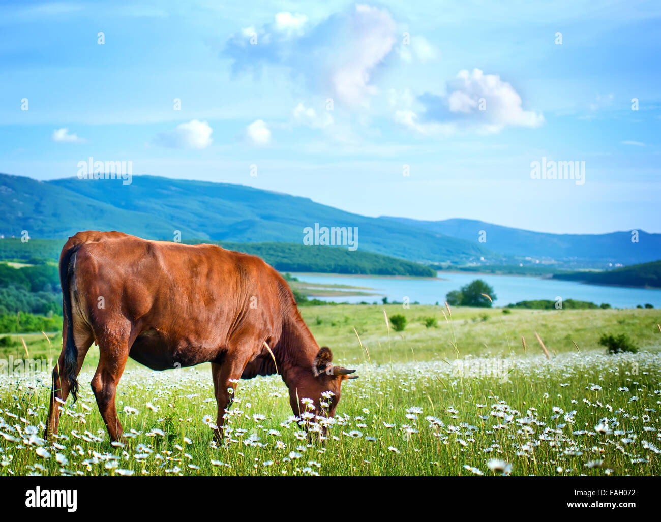 caws in field Stock Photo - Alamy