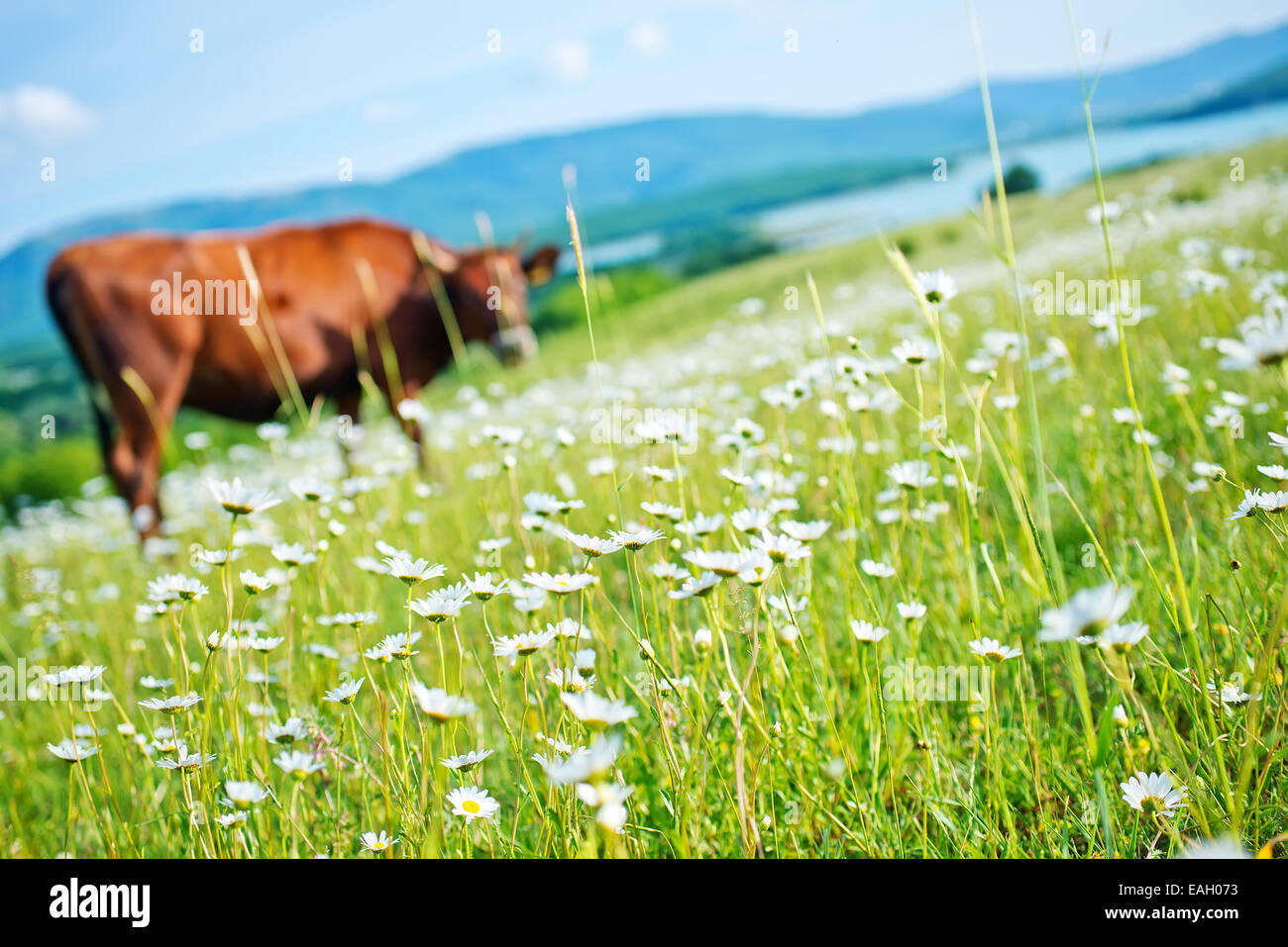Caws milk hi-res stock photography and images - Alamy