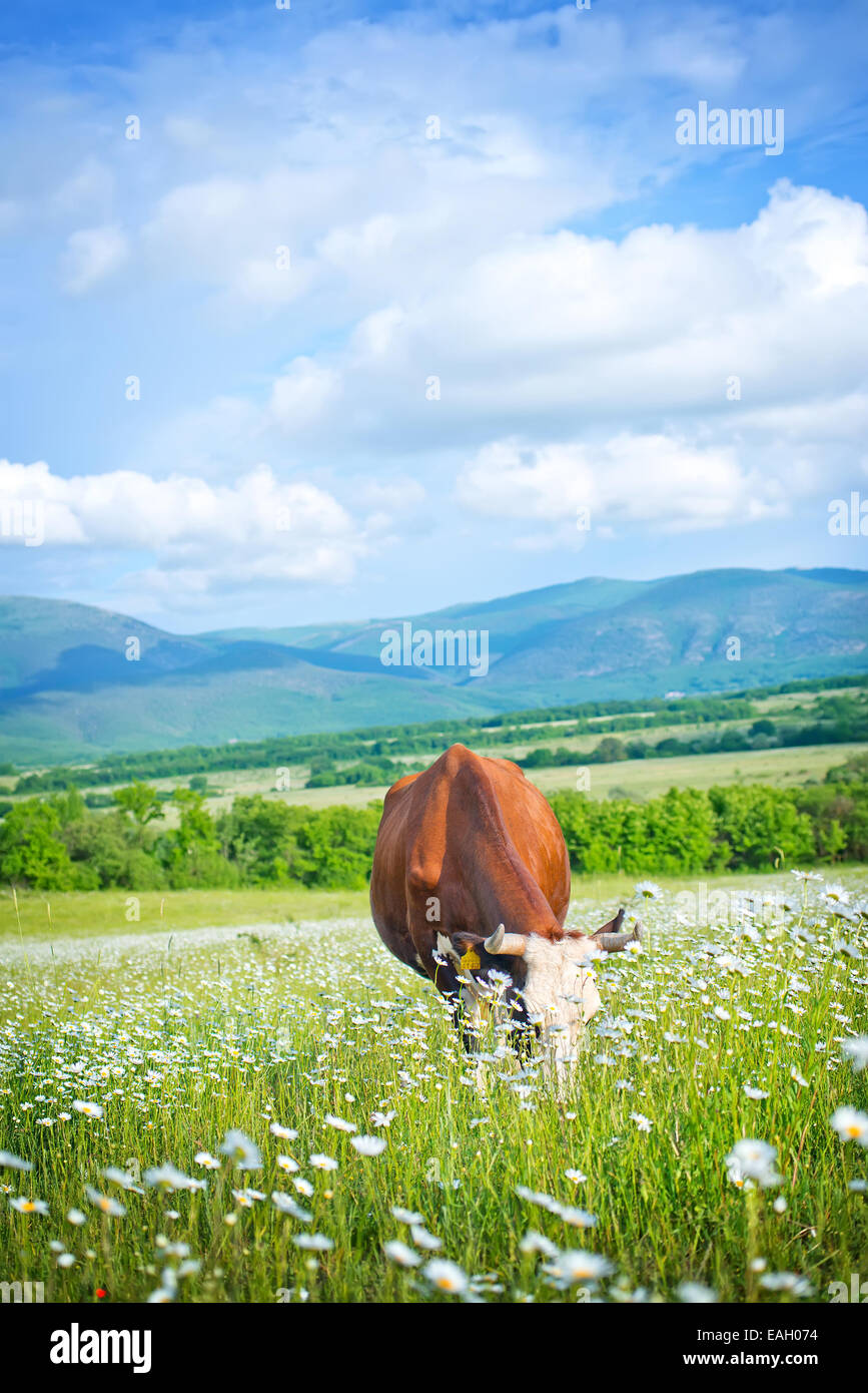 Caws milk hi-res stock photography and images - Alamy