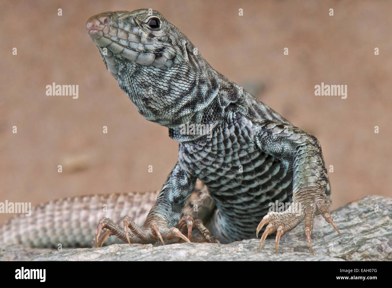 Western whiptail lizard hi-res stock photography and images - Alamy
