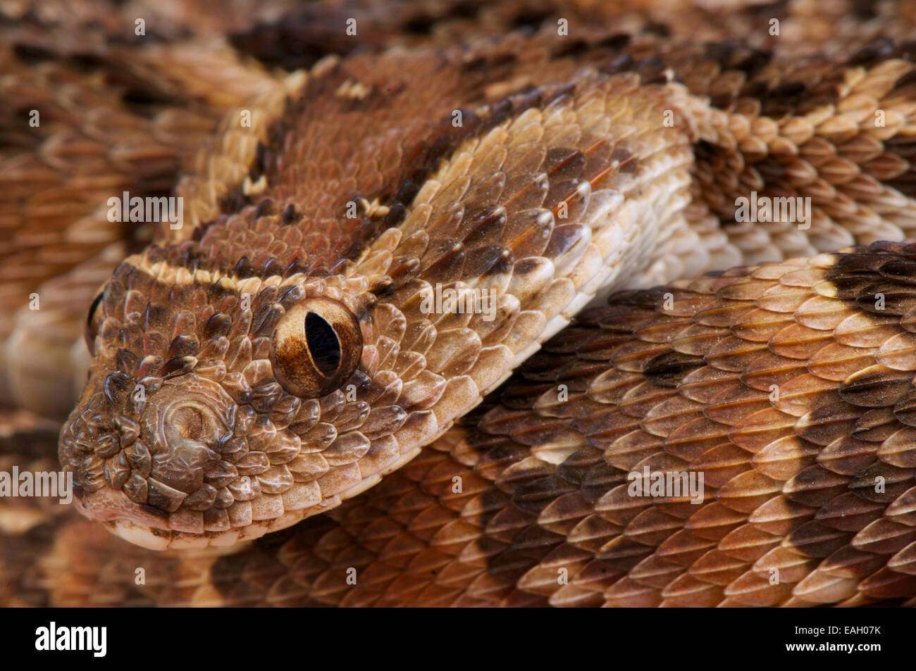Puffadder / Bitis arietans Stock Photo - Alamy