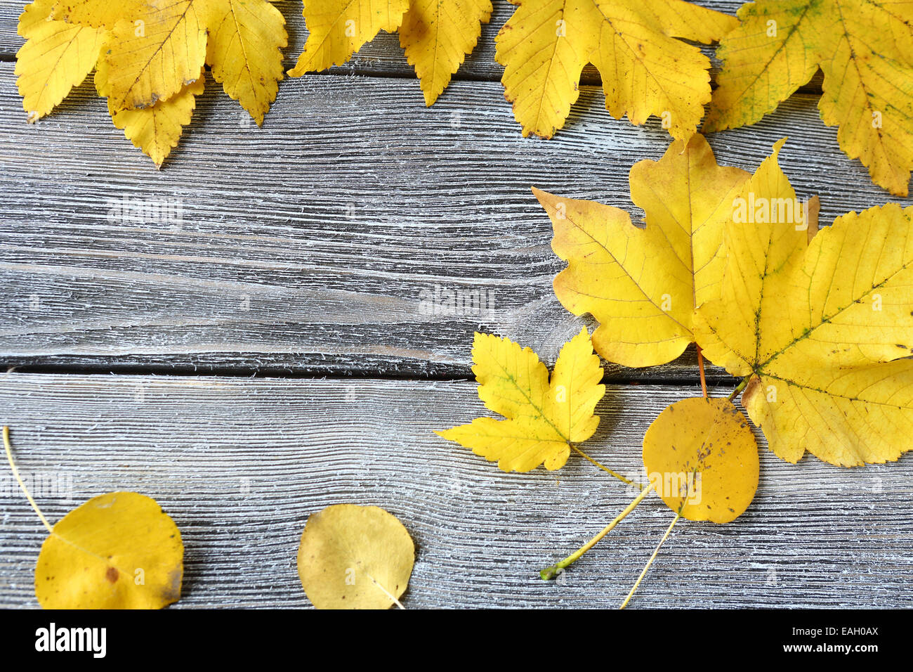 Leaves on boards hi-res stock photography and images - Alamy