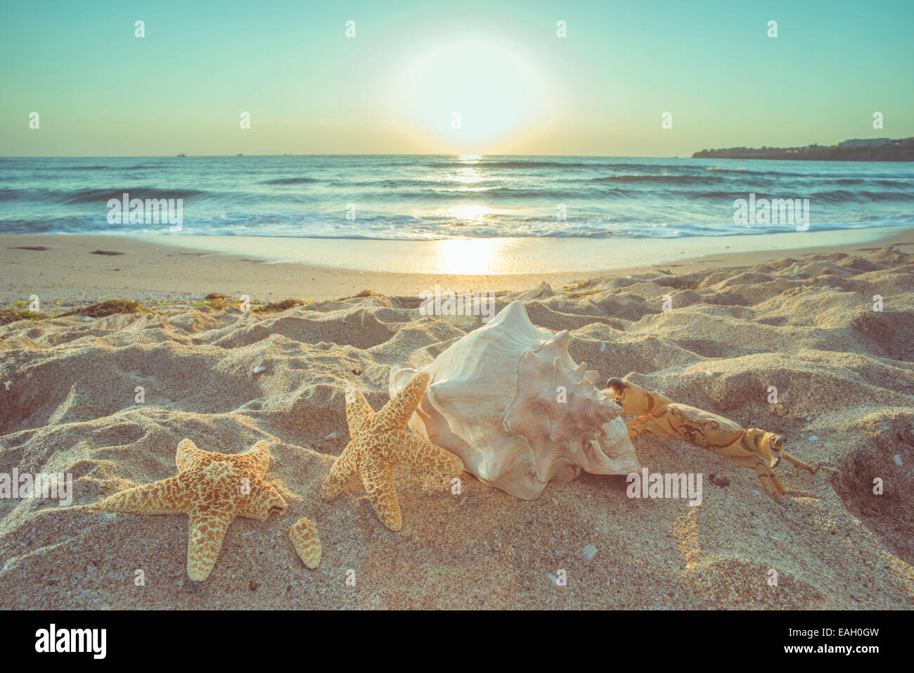 Sea shells starfish on beach hi-res stock photography and images - Alamy