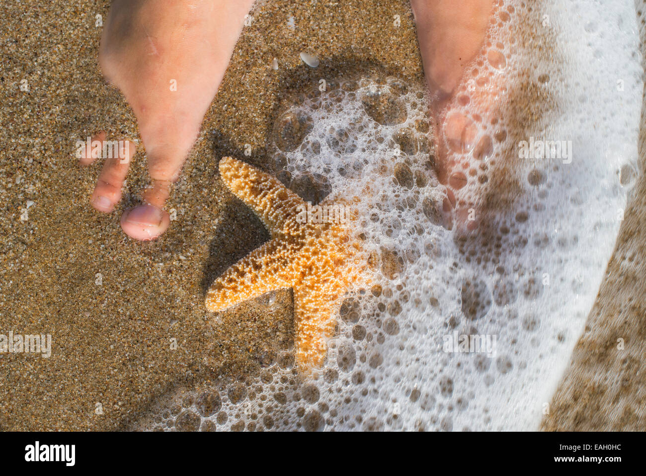 Starfish Feet Sand High Resolution Stock Photography and Images - Alamy
