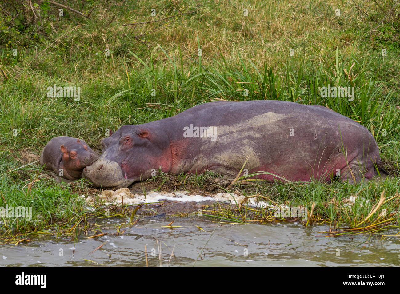 A mother and baby hippo sleep near the Kazinga Channel in Uganda Stock ...