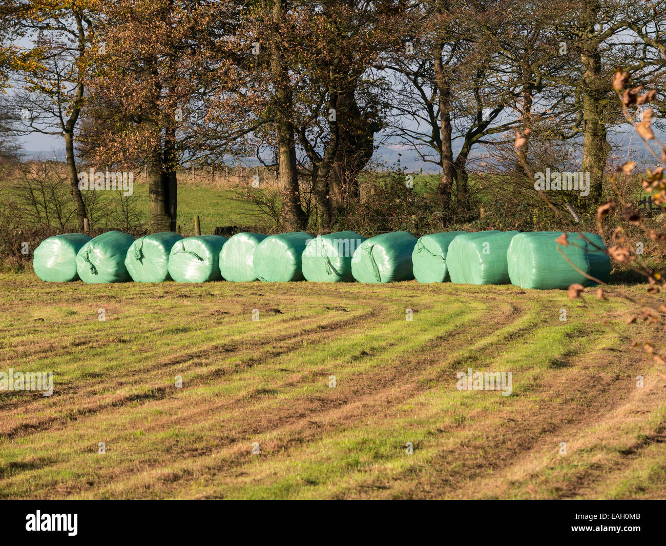 plastic wrapped hay bales in a field,derbyshire,uk Stock Photo - Alamy