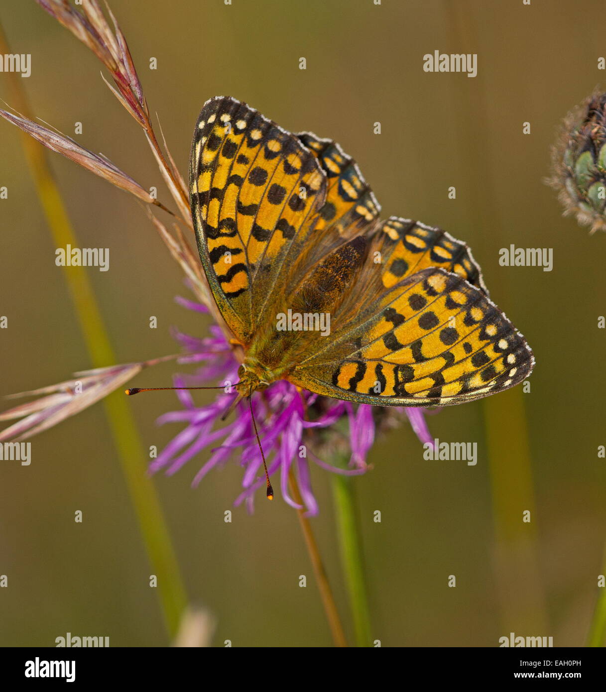 Dark green Fritillary Stock Photo - Alamy