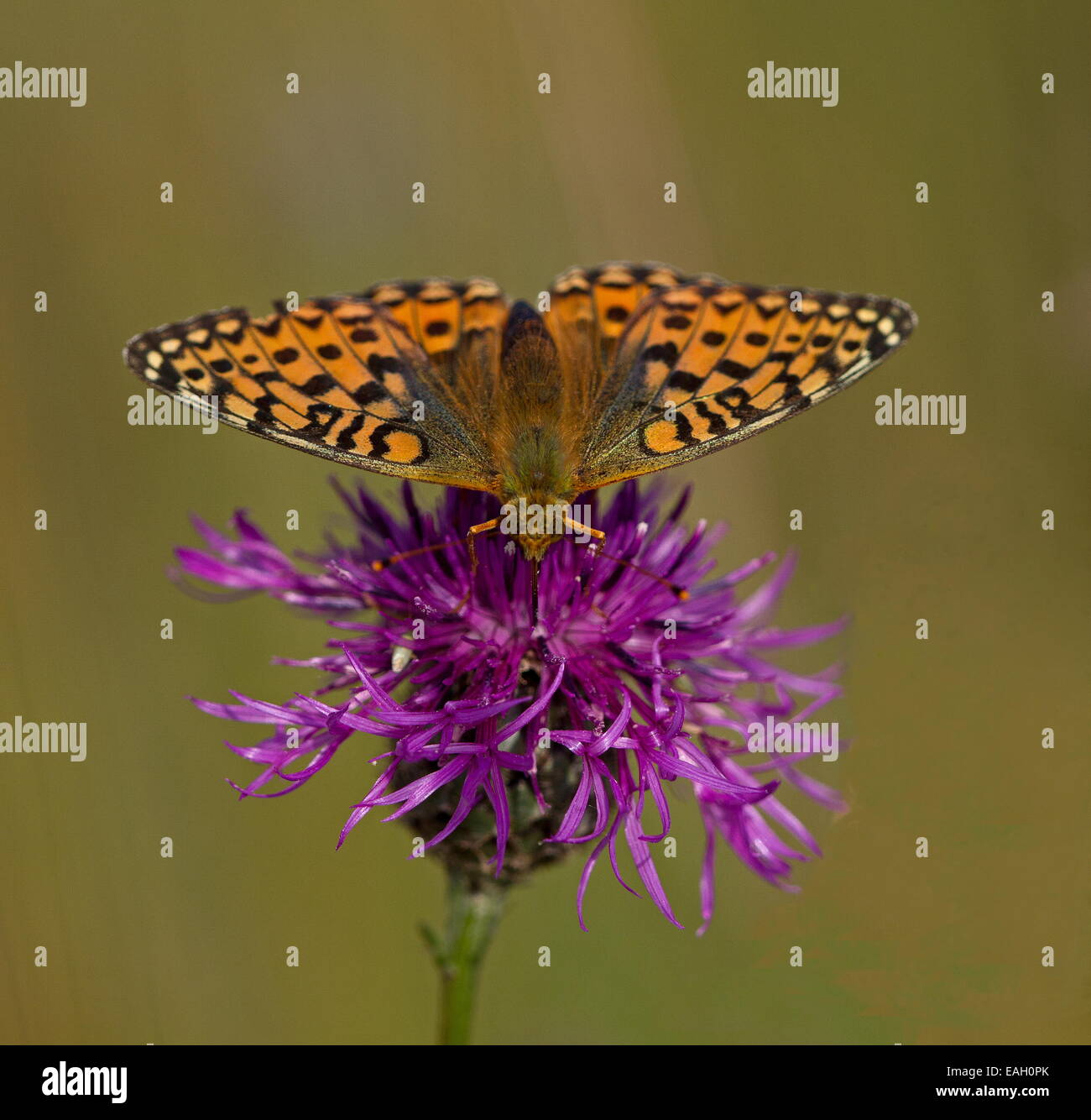 Dark green Fritillary Stock Photo - Alamy