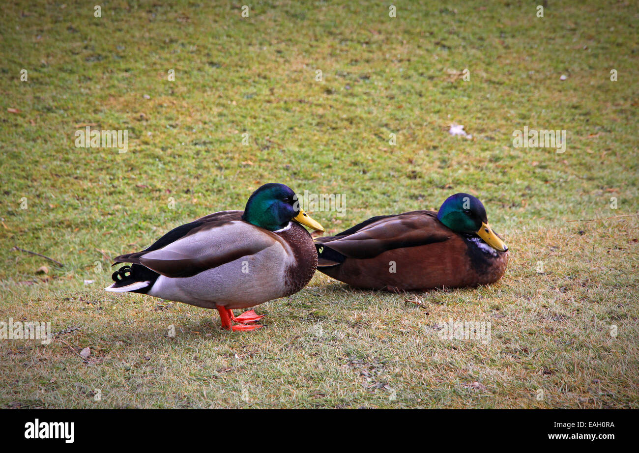 Two male Mallard Ducks (Wild Ducks) in the park Stock Photo - Alamy
