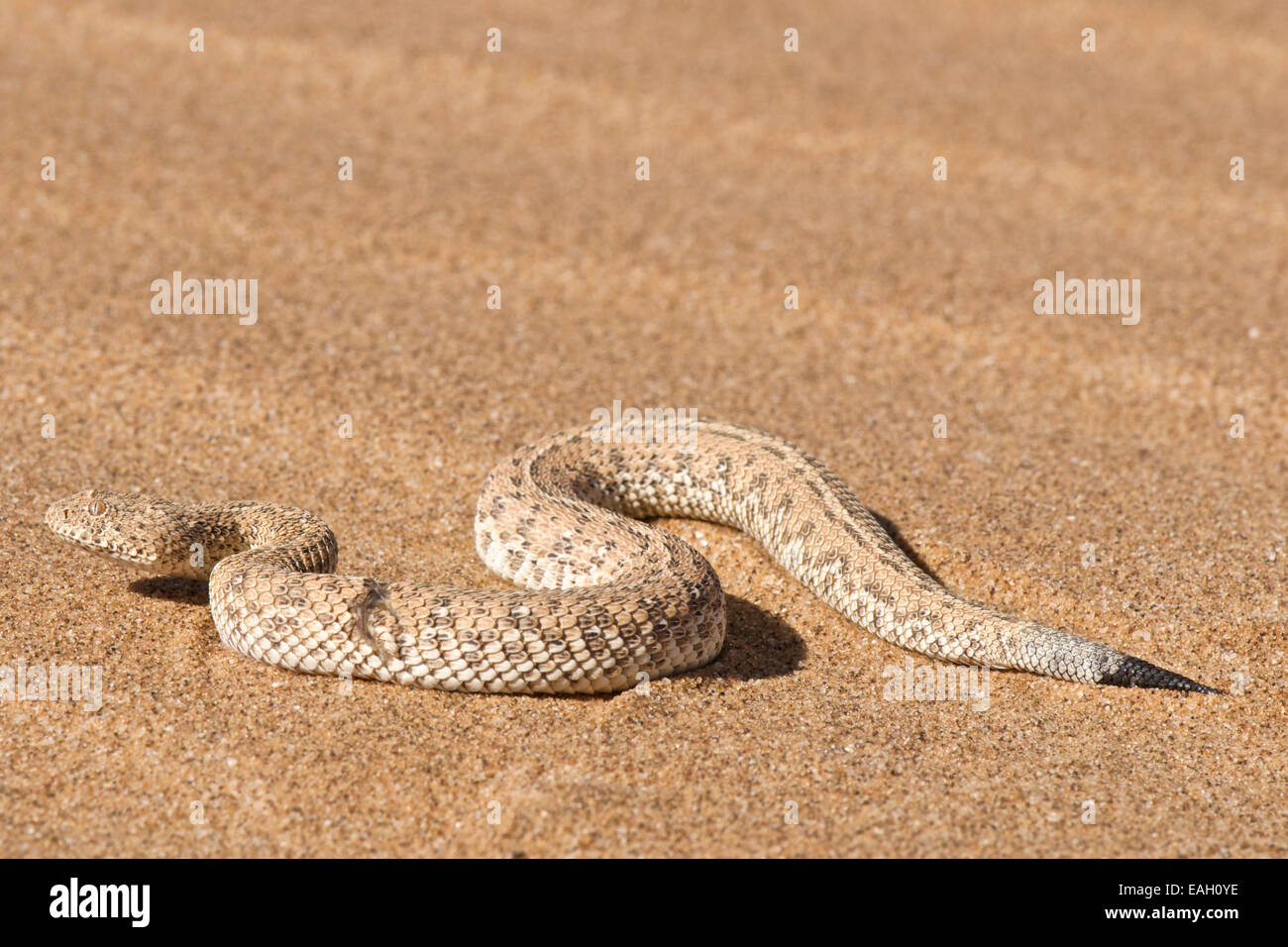 Peringuey's sidewinding adder hi-res stock photography and images - Alamy