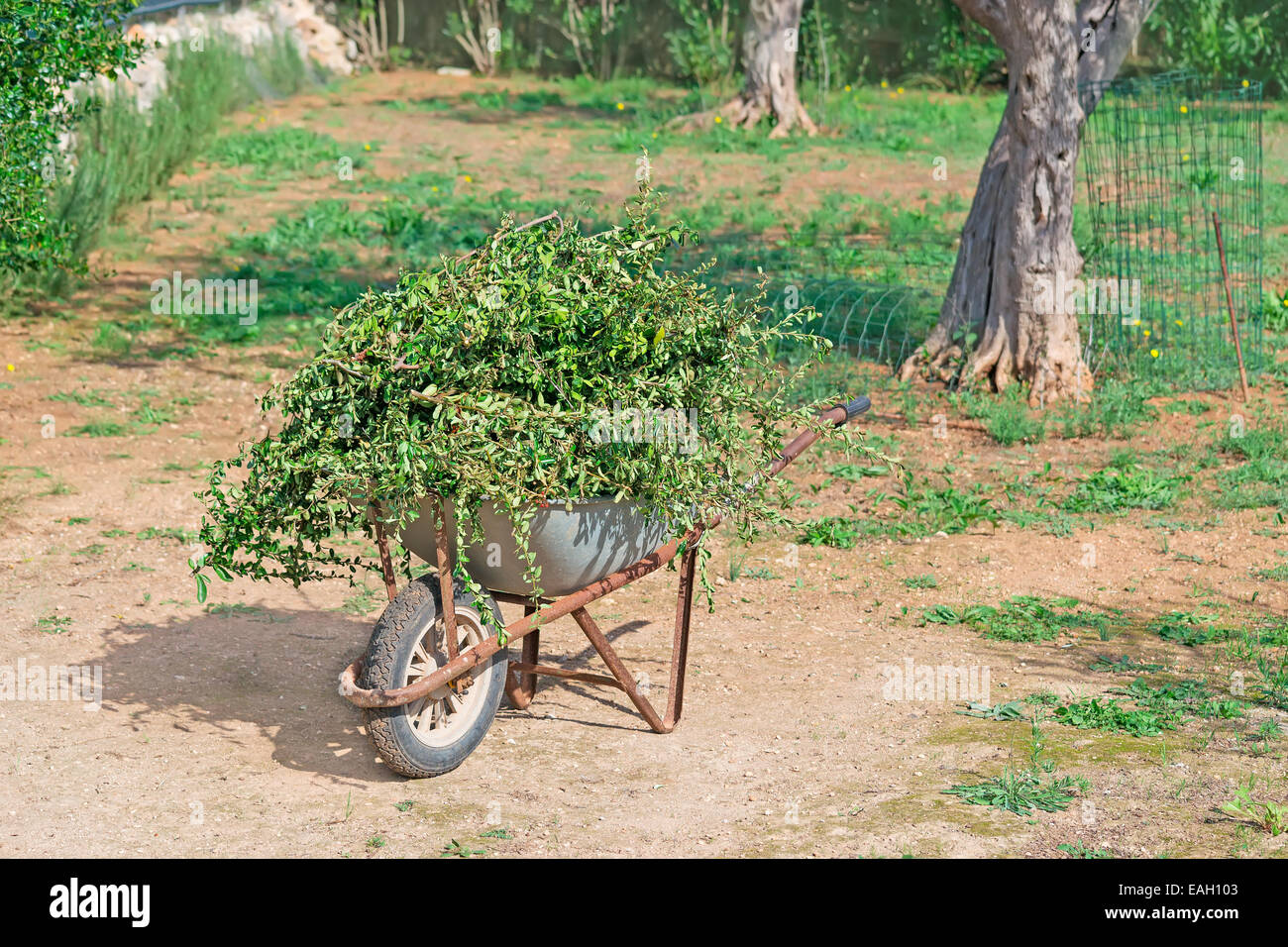 detail of a wheelbarrow full of leaves Stock Photo - Alamy