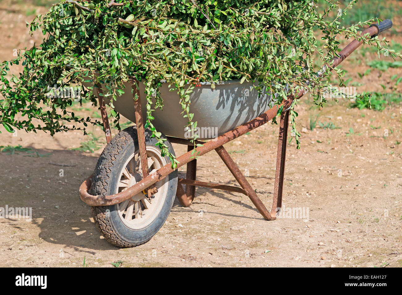 Wheelbarrow full pile green hi-res stock photography and images - Alamy