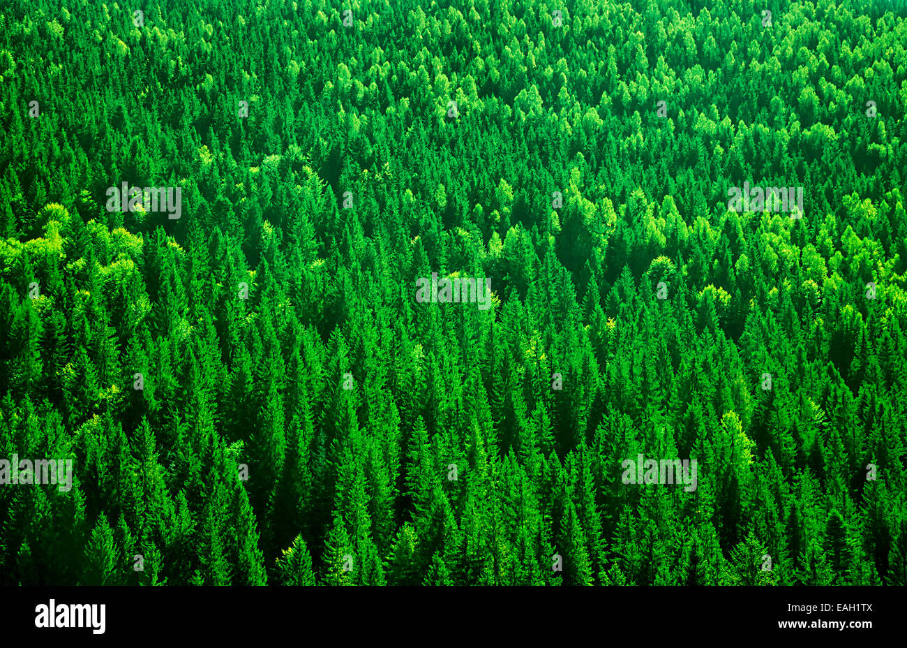 Evergreen fir tree background, bird eye view on fresh pine forest ...