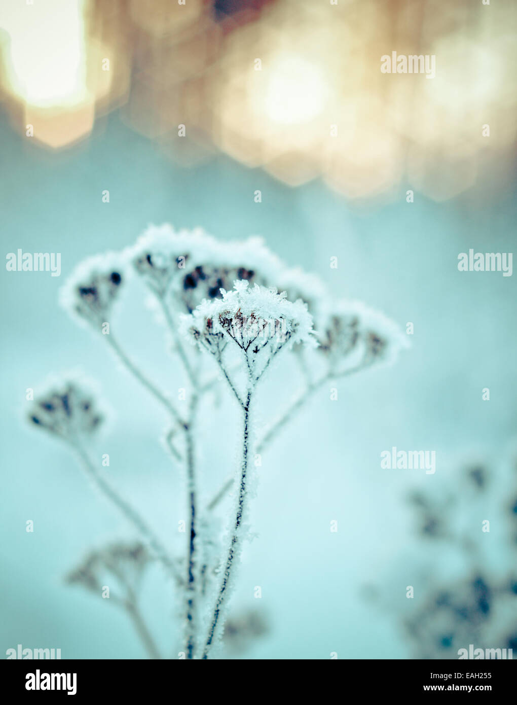 Winter landscape.Winter scene .Frozenned flower Stock Photo - Alamy