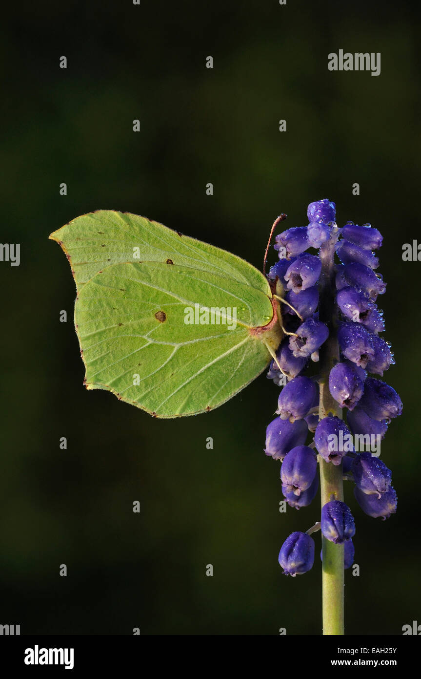 Yellow butterfly brimstone sulphur hi-res stock photography and images ...