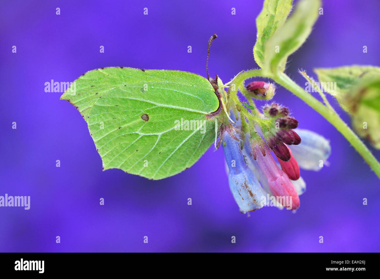 Yellow butterfly brimstone sulphur hi-res stock photography and images ...