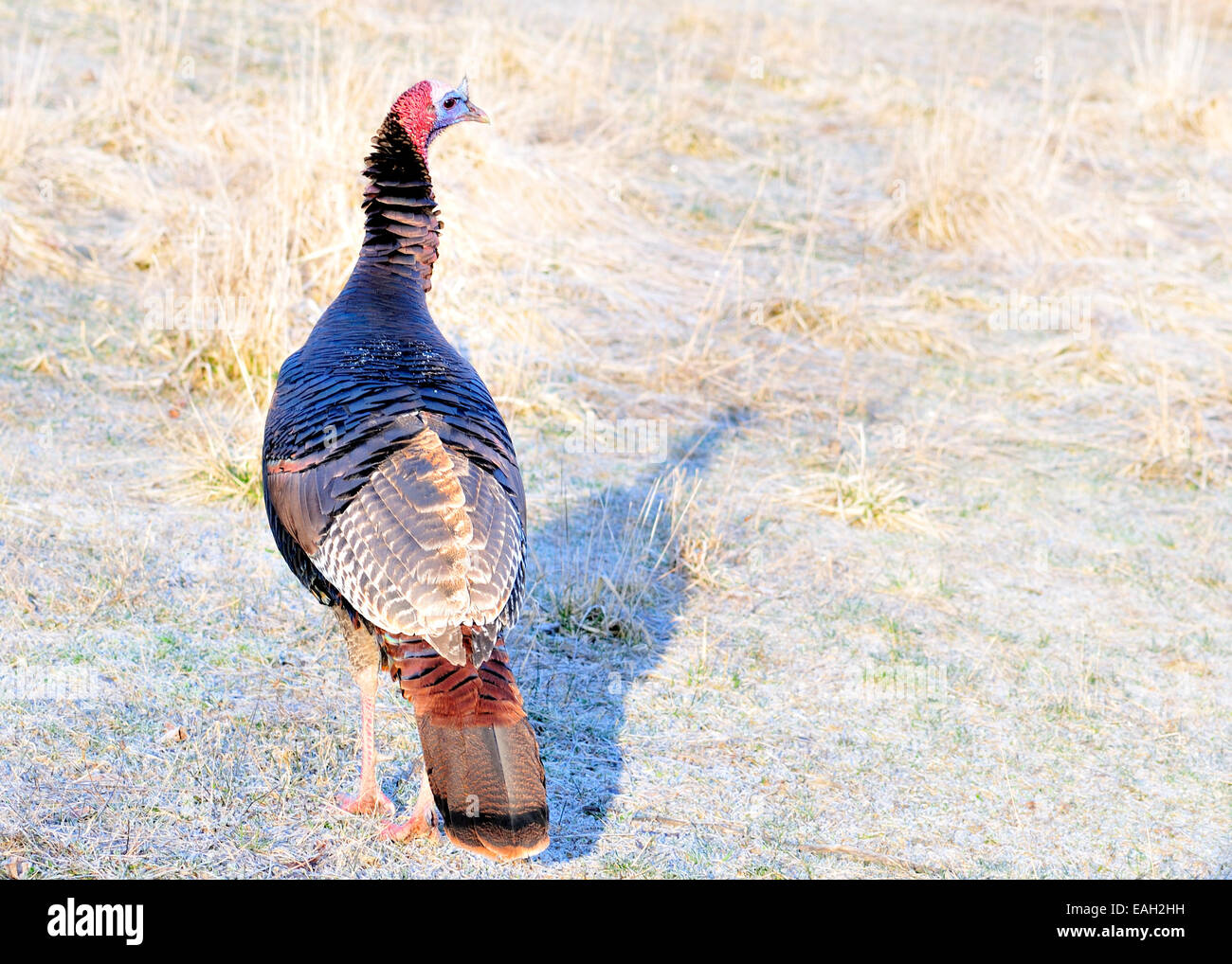 Male wild turkey standing in morning sunlight Stock Photo - Alamy