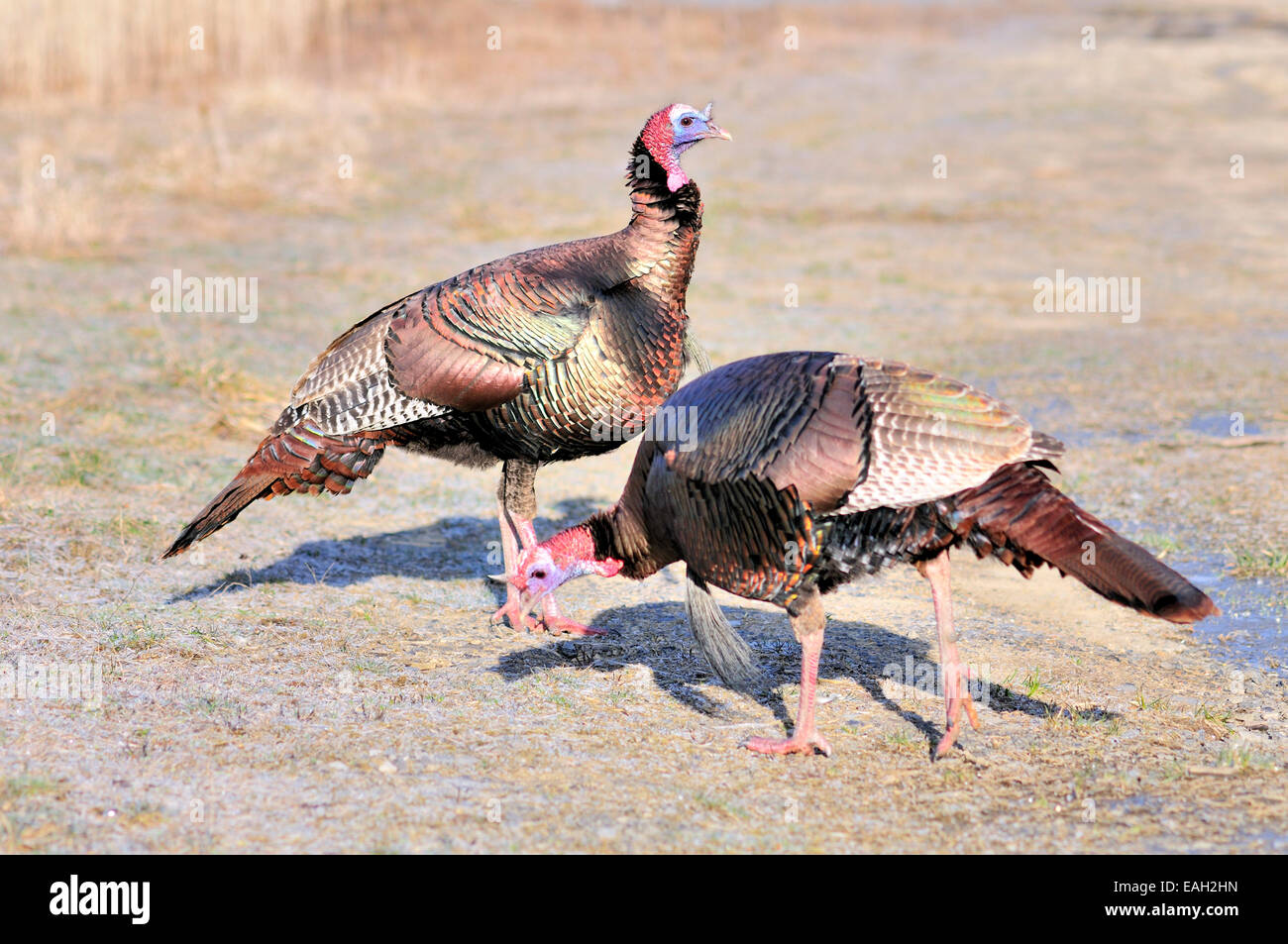 Two male wild turkeys in an open area Stock Photo - Alamy