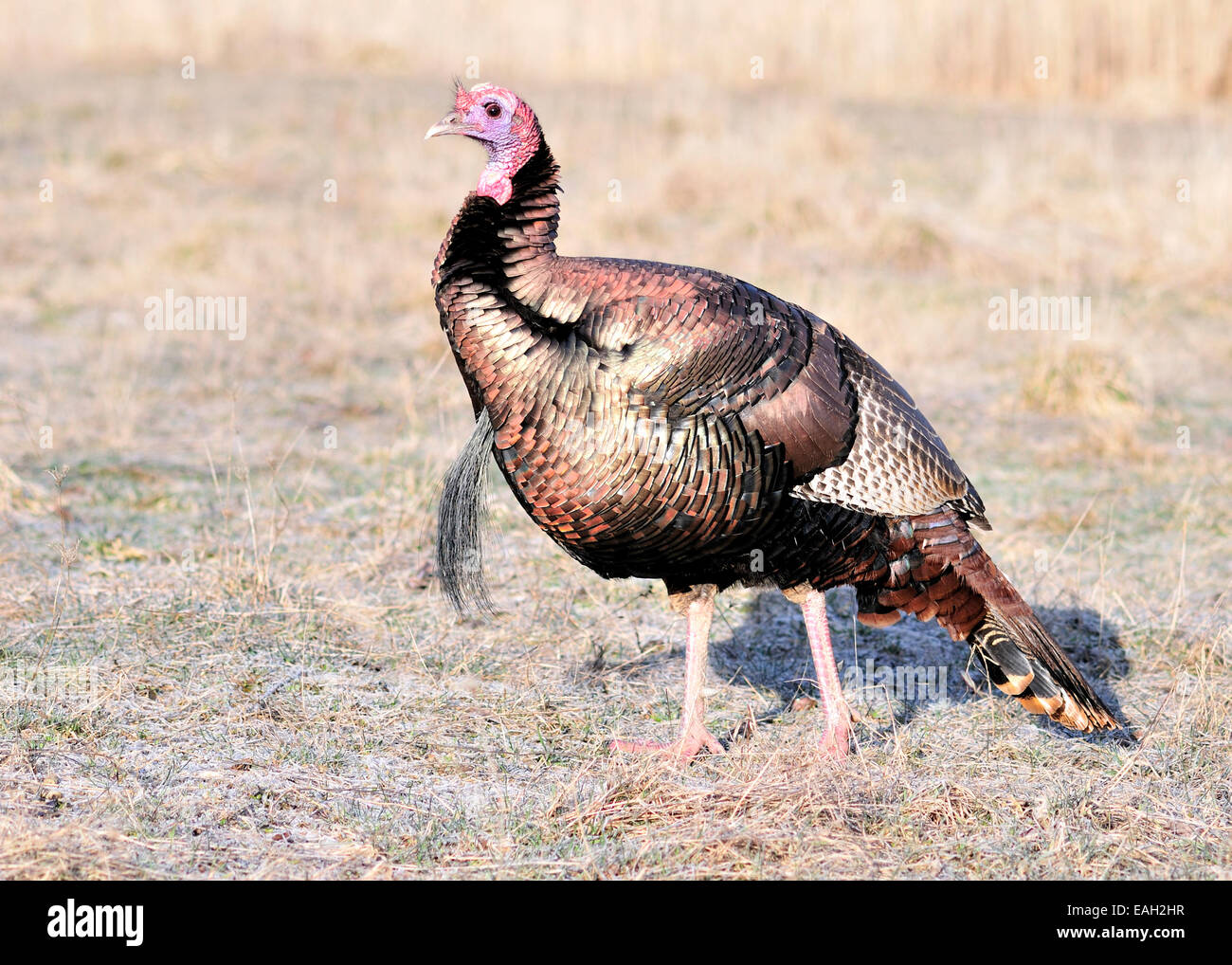 Turkey in strut hi-res stock photography and images - Alamy