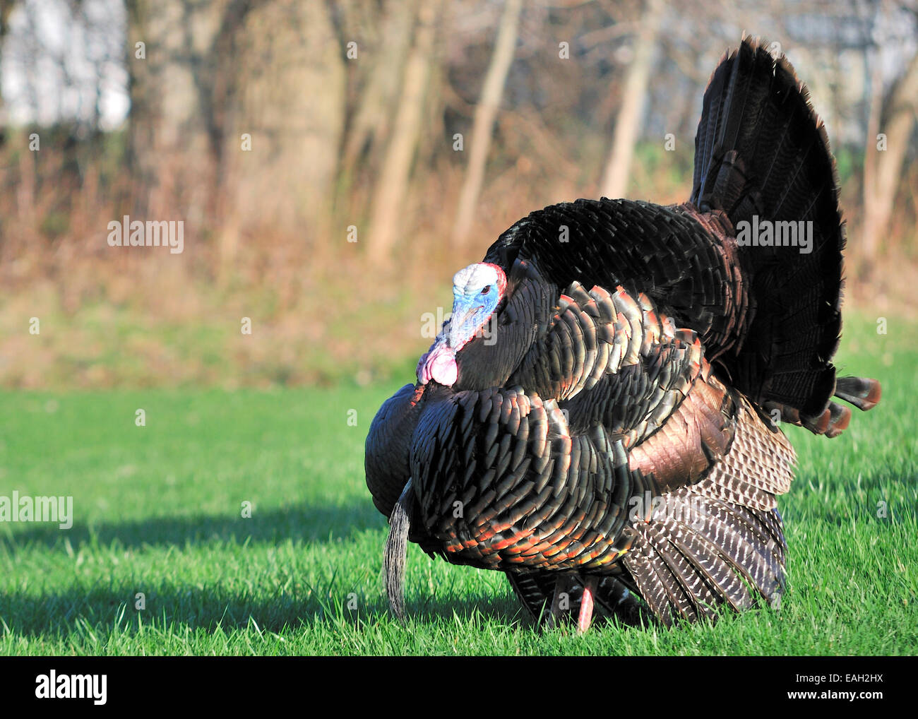 Strutting male wild turkey displaying in the spring mating season Stock ...