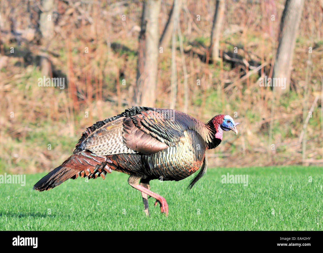 Male wild turkey hi-res stock photography and images - Alamy