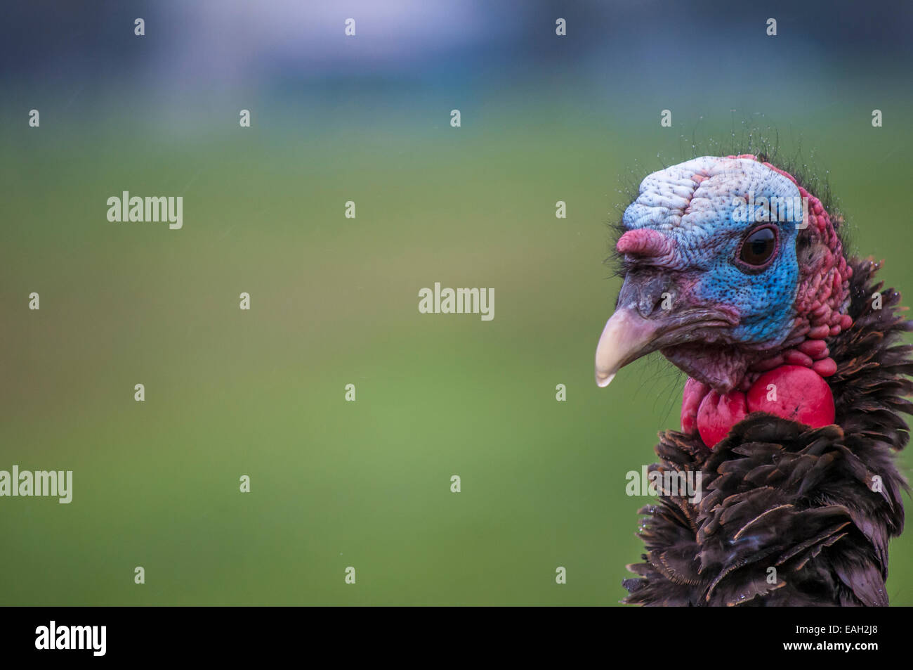 Closeup head shot of a male wild turkey in the rain Stock Photo - Alamy