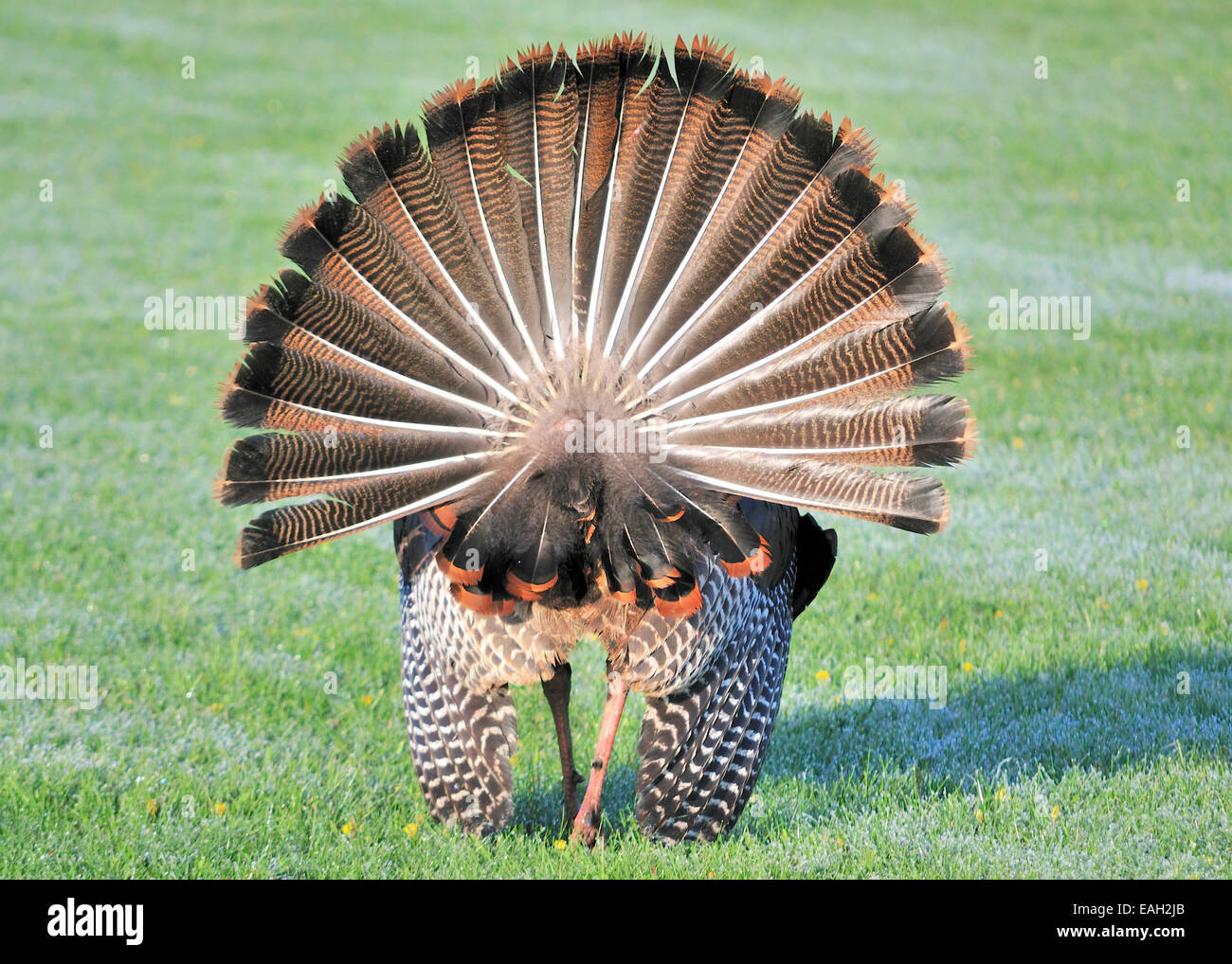 Rear view of a strutting male wild turkey displaying in the spring ...