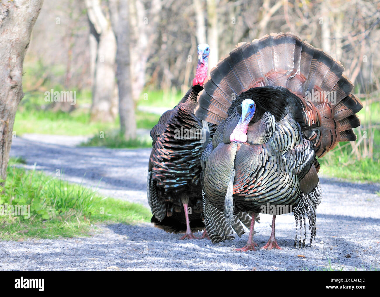 A pair of strutting male wild turkeys displaying in the spring mating ...