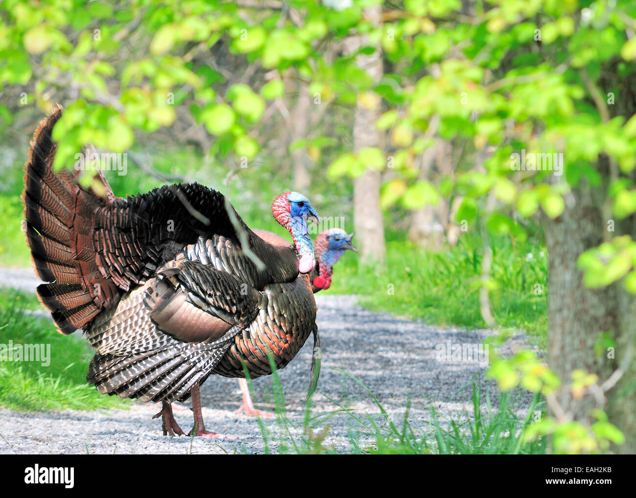 Strutting male wild turkey displaying in the spring mating season Stock ...
