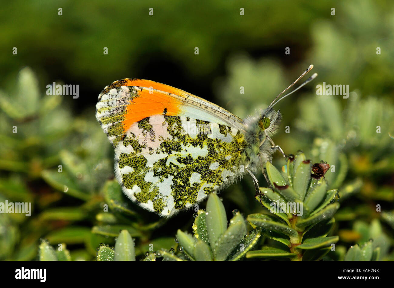 Winged tips hi-res stock photography and images - Alamy