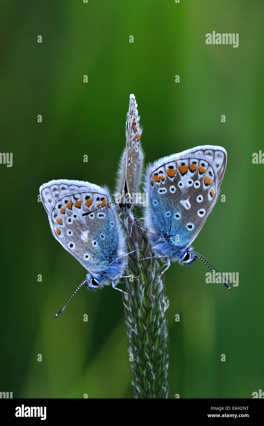 Three common blue butterflies hi-res stock photography and images - Alamy