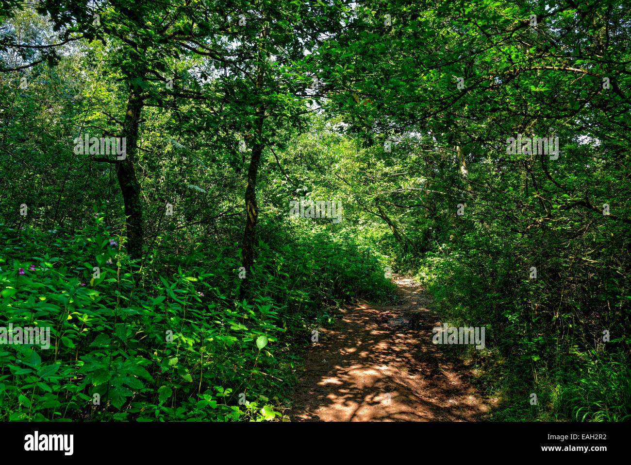 Sun lit path through a wooded glade Stock Photo - Alamy