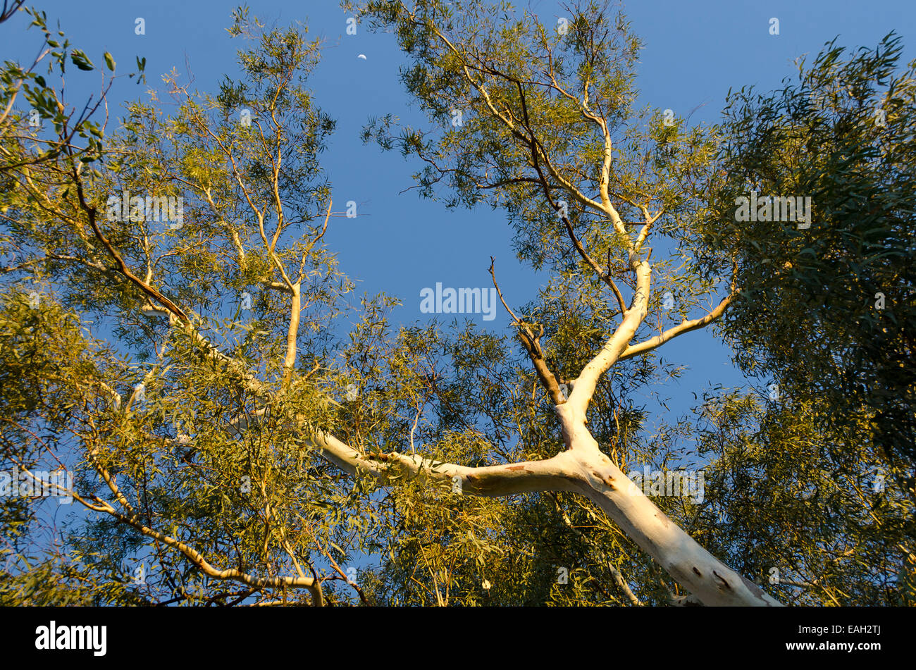 Eucalyptus tree, white gum, Mount Isa, Queensland, Australia Stock ...