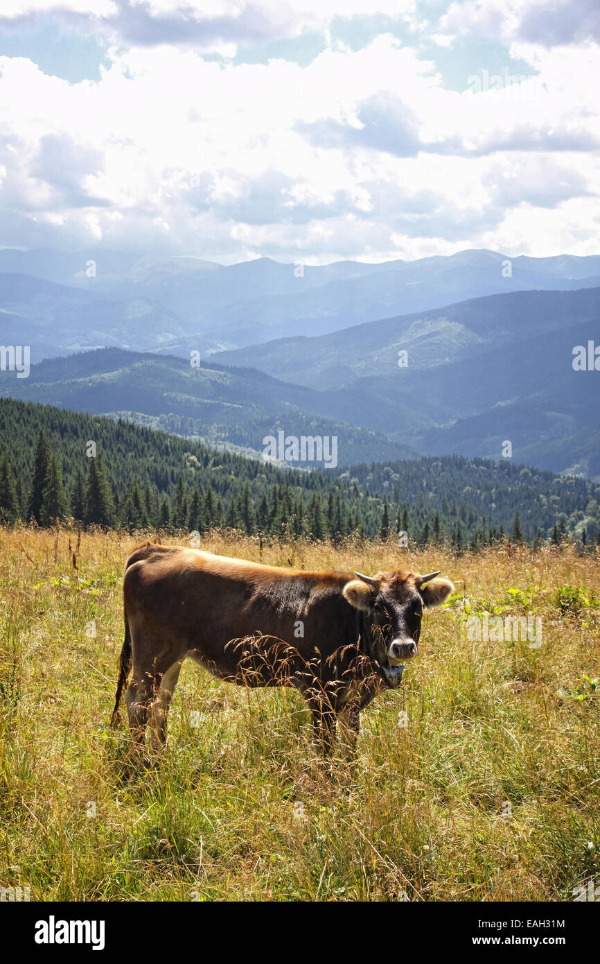 Cow on the pasture in Carpathian mountains, Ukraine Stock Photo - Alamy