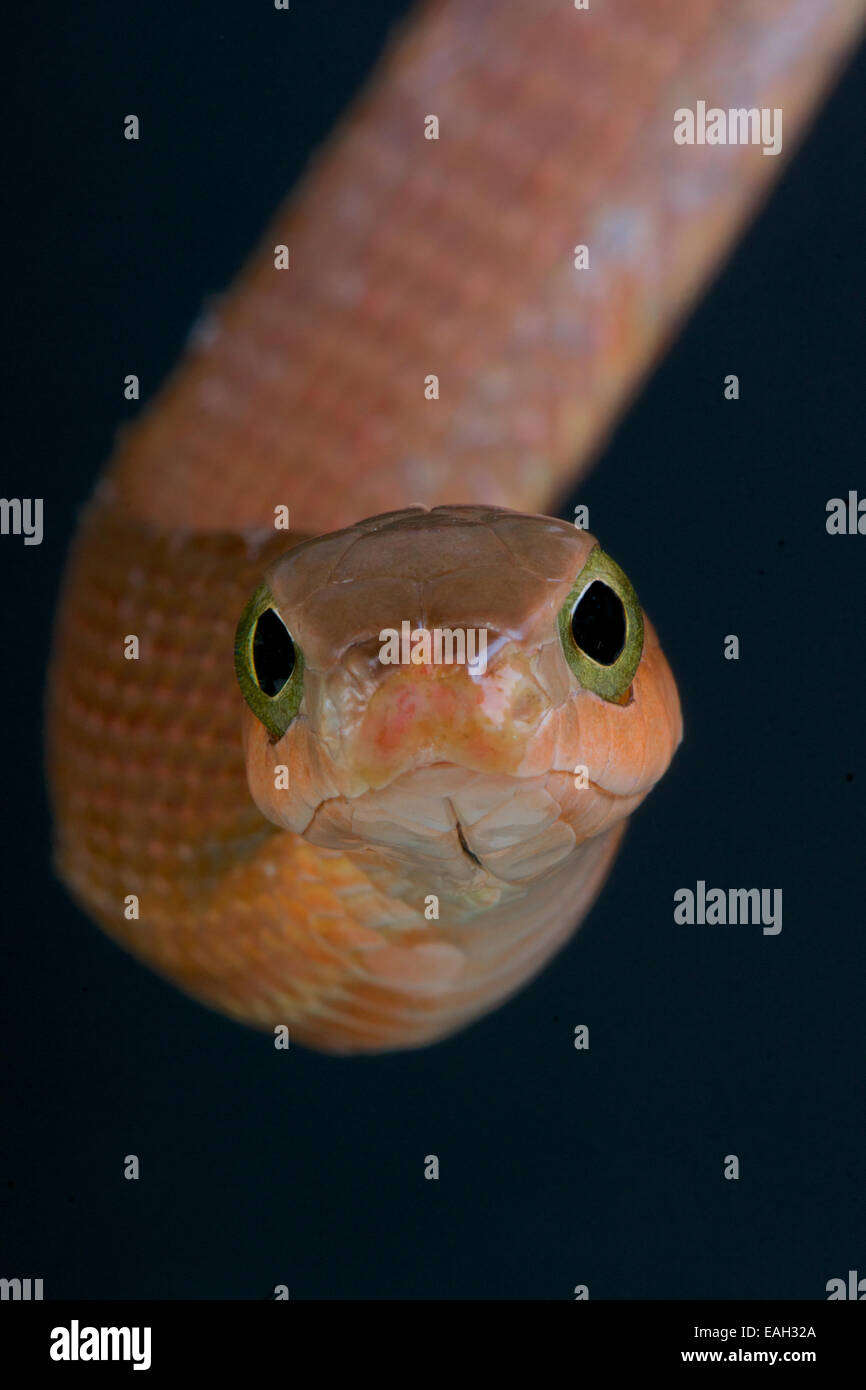 Boomslang / Dispholidus typus Stock Photo - Alamy