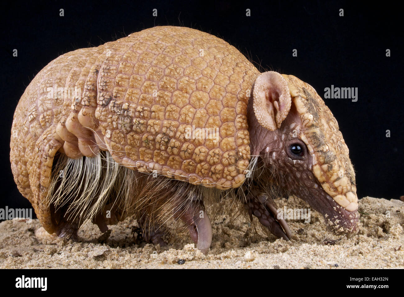 Nine Banded Armadillo Skeleton