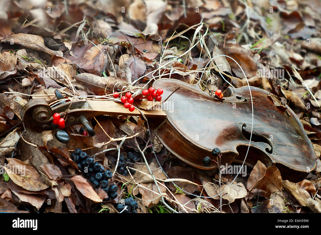 Broken violin hi-res stock photography and images - Alamy