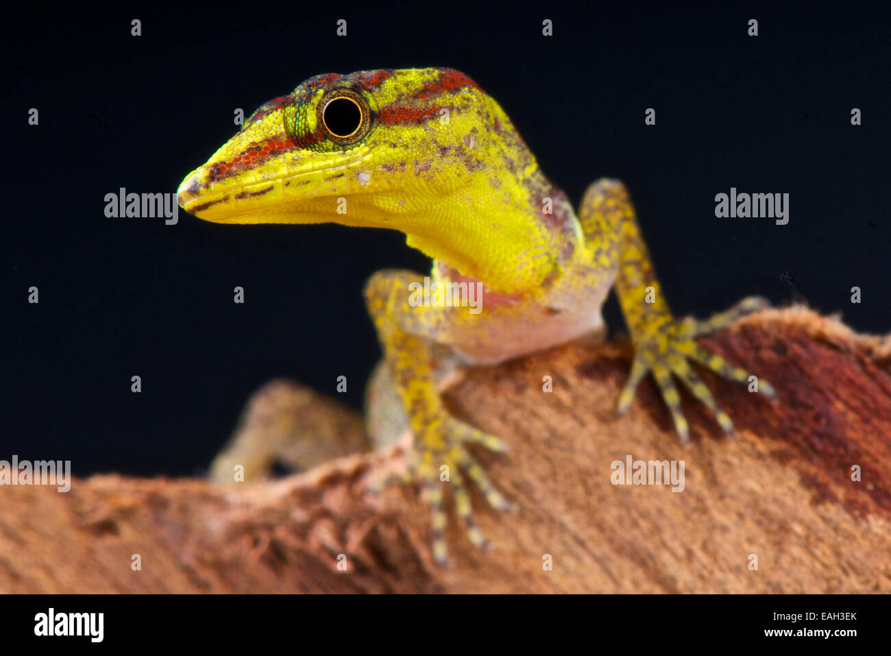 Portrait gecko lizard hi-res stock photography and images - Alamy