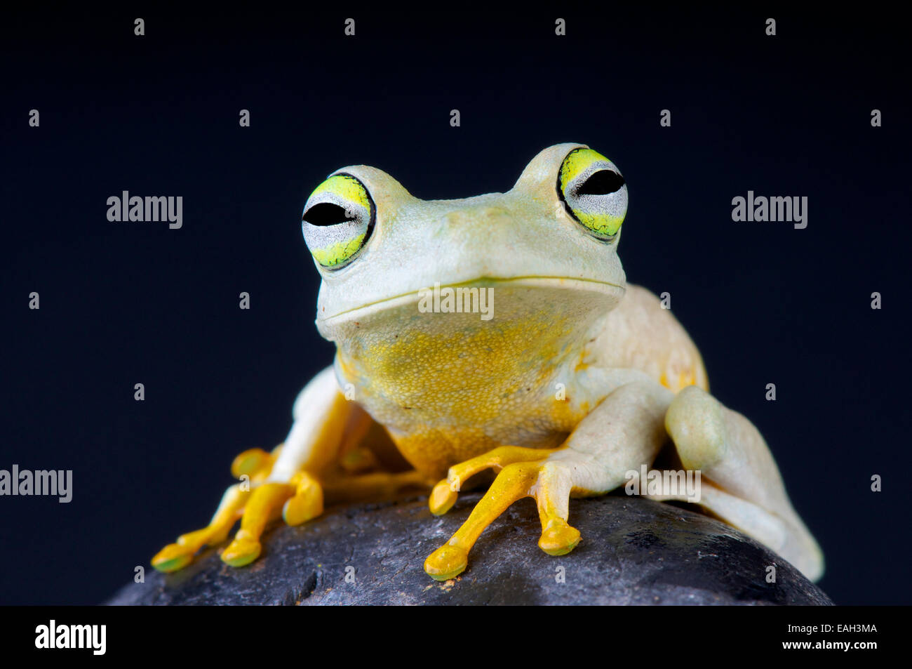Brazilian tree frog hi-res stock photography and images - Alamy