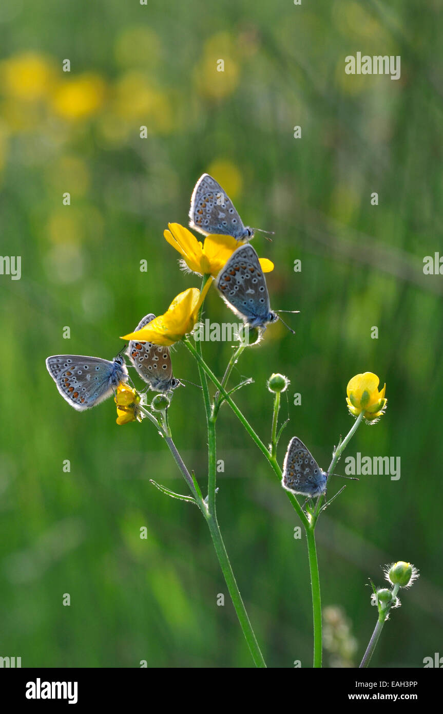Common blue butterflies at rest on buttercup UK Stock Photo - Alamy